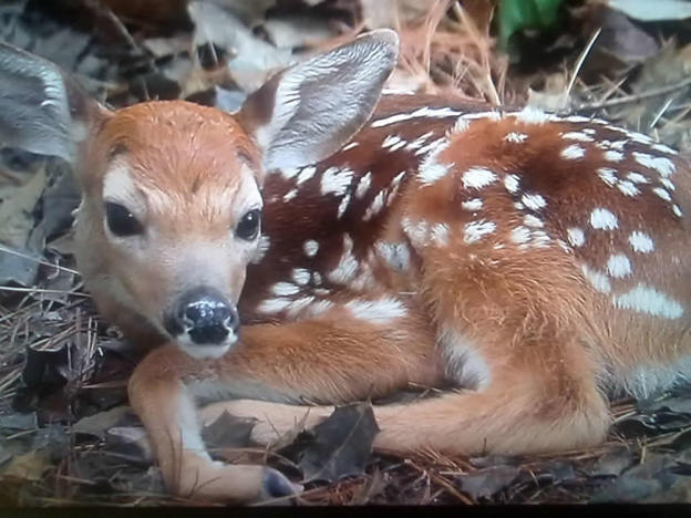cerbiatto – Tesori a quattro zampe