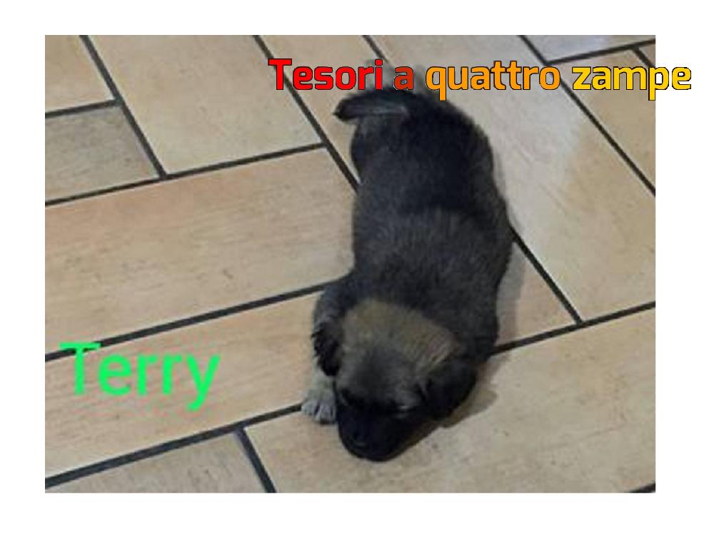 Terry cerca un’adozione – Tesori a quattro zampe