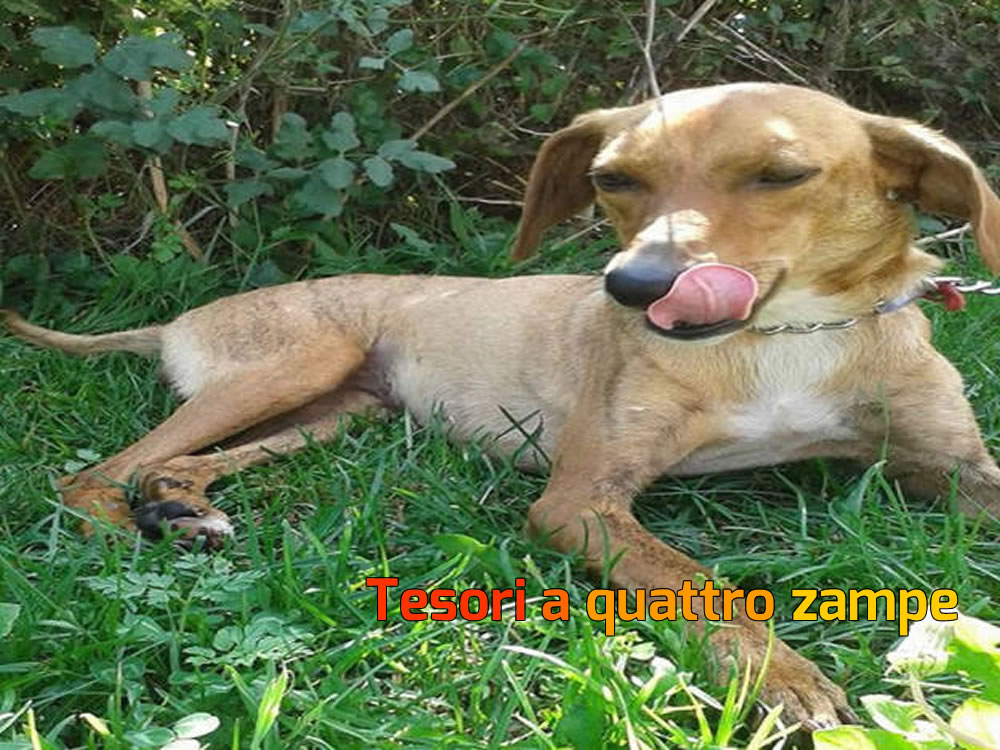 La bella Love cerca l’amore di una famiglia – Tesori a quattro zampe