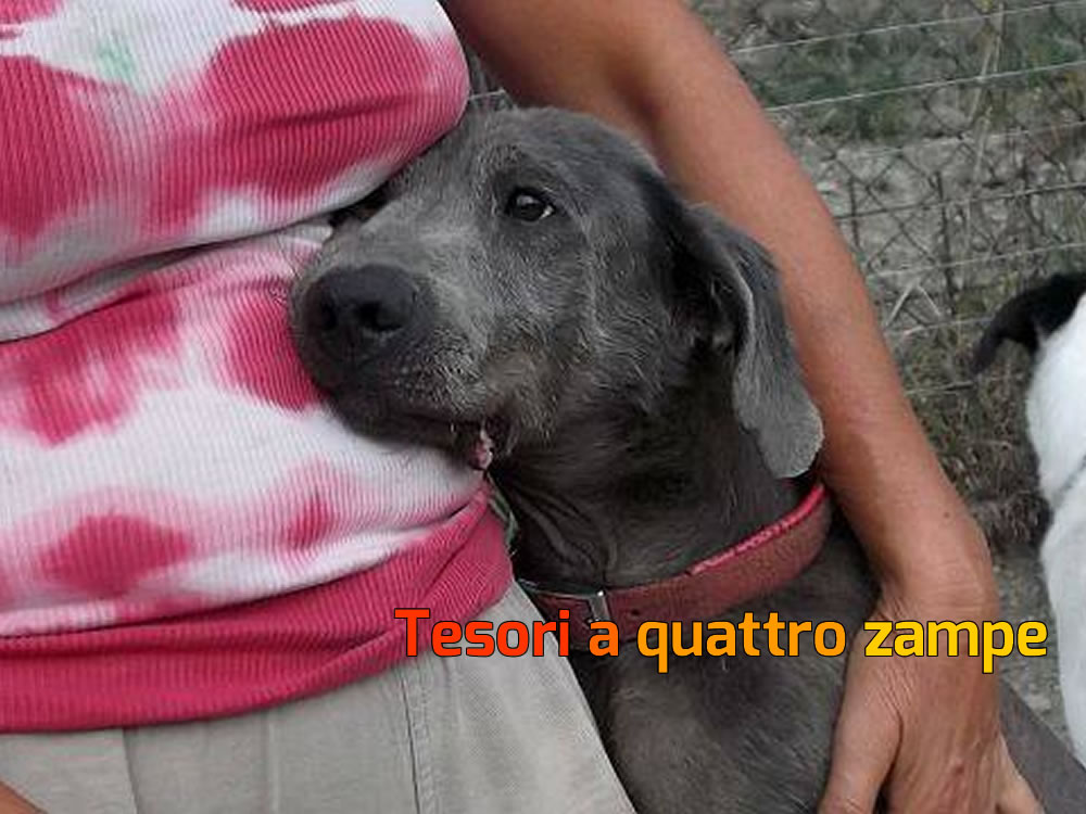 Guarda gli occhi di Angelo, ha bisogno di affetto. Lui è solo ...