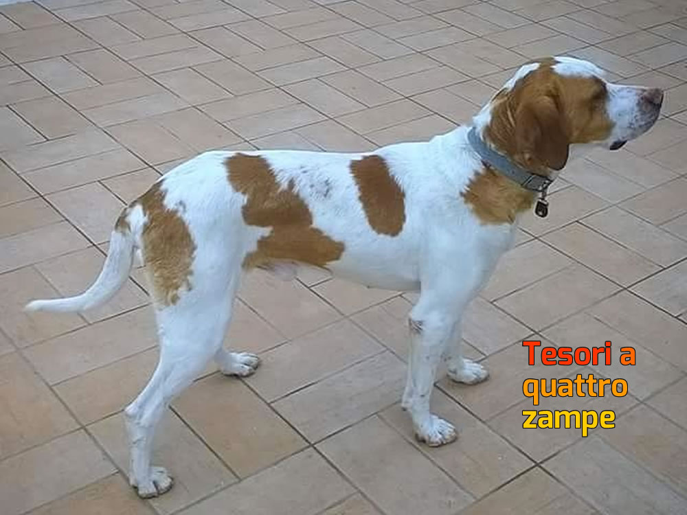 Trovato Pointer taglia media. Qualcuno lo riconosce? Ora è in stallo ...