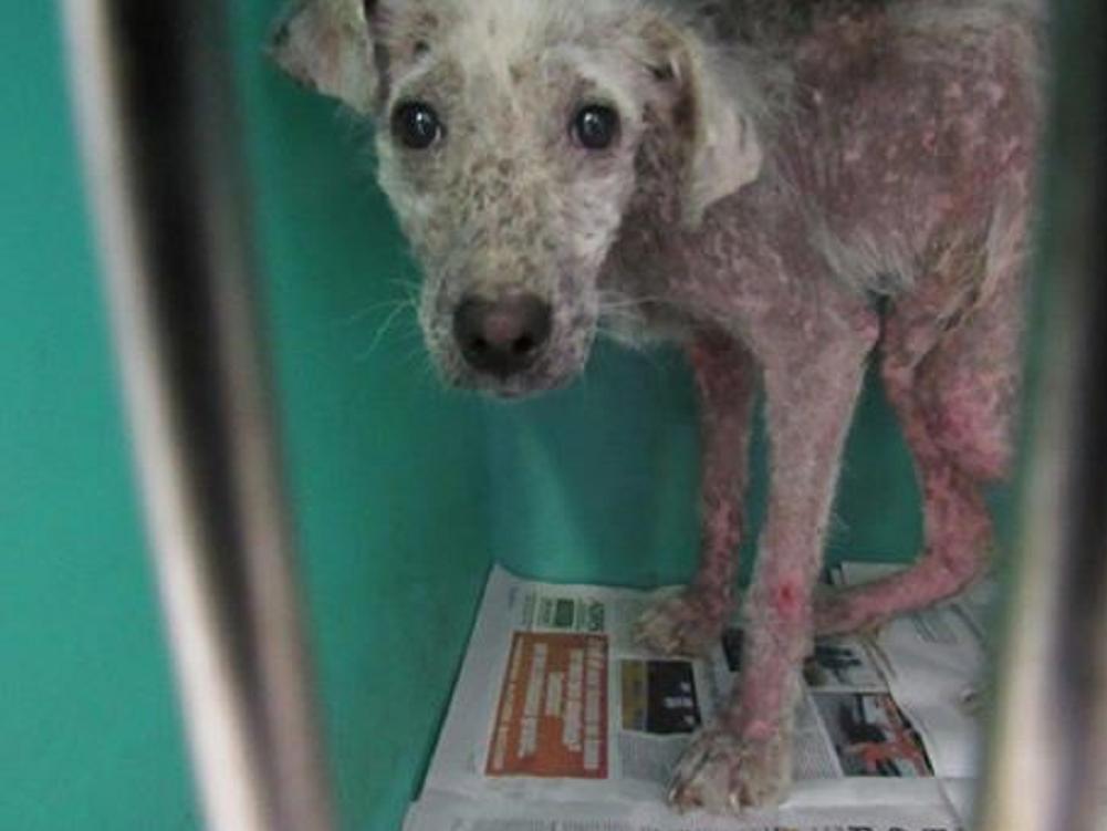 Lasciato a morire di fame a tal punto da diventare uno scheletro. E ...