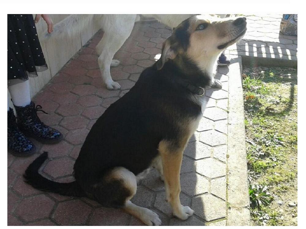 Chi adotta Buddy? – Tesori a quattro zampe