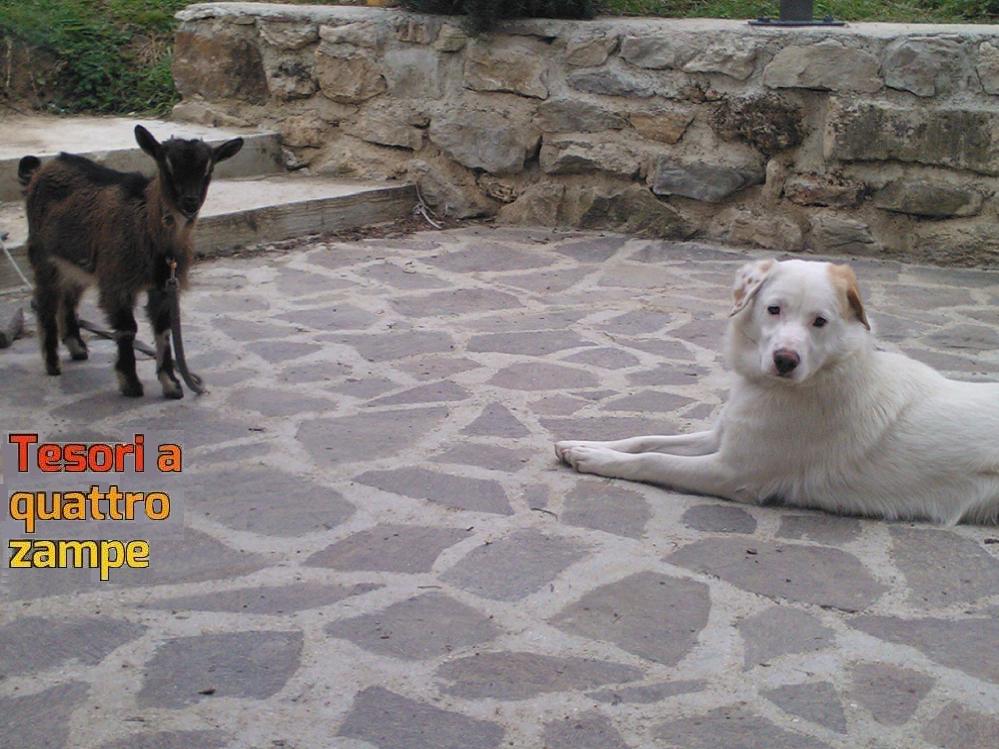 Botolo è sparito dal giardino di casa a Ponte Basso (Castel Sant'Angelo ...