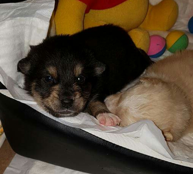 Patatini cercano adozione. Si trovano a Rieti – Tesori a quattro zampe