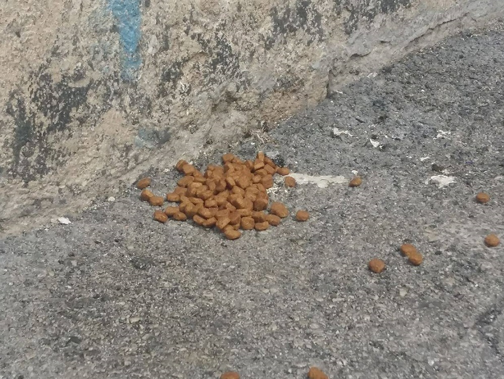 Nuova ciotola di acqua e crocchette per i 4 zampe in via Marchetti a ...