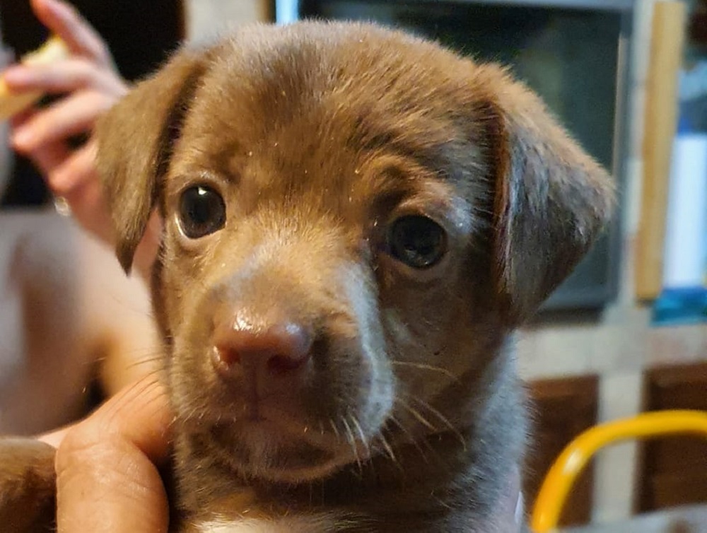 Kinder ed il suo musetto. Bellezza da non dimenticare – Tesori a ...