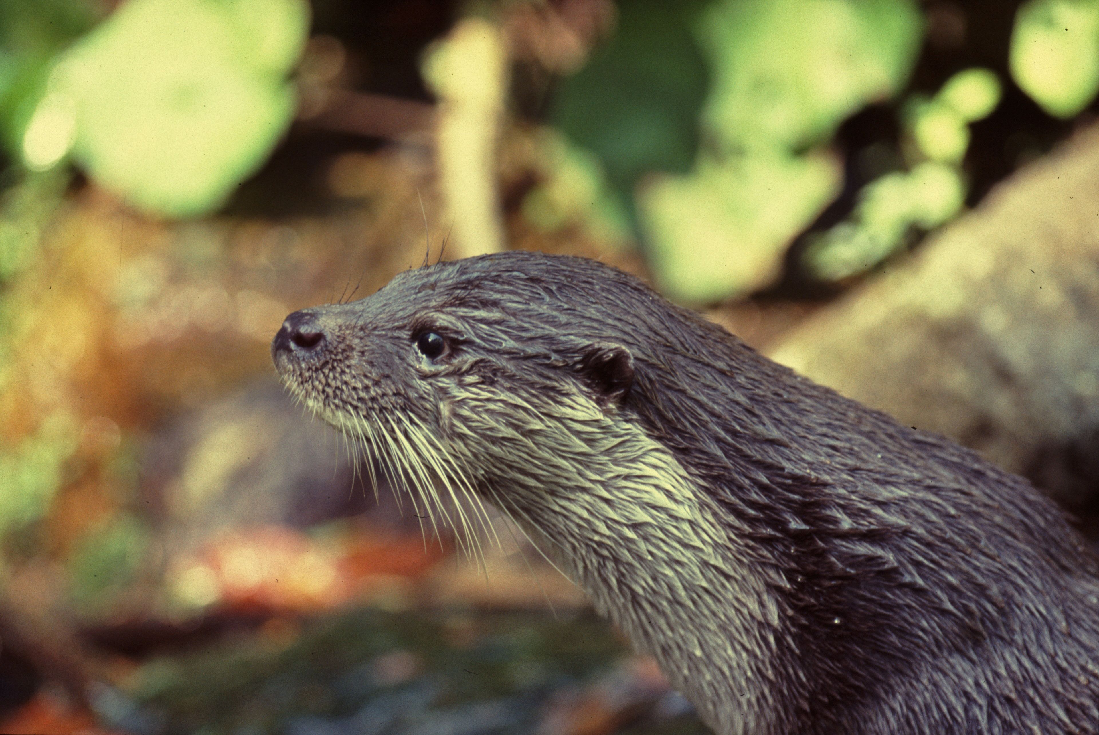 Frosinone, nuovo nucleo di Lontra scoperto lungo il Fiume Garigliano ...