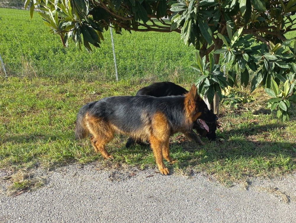 Due cani Pastore Tedesco al cimitero di Passo Corese – Tesori a quattro ...