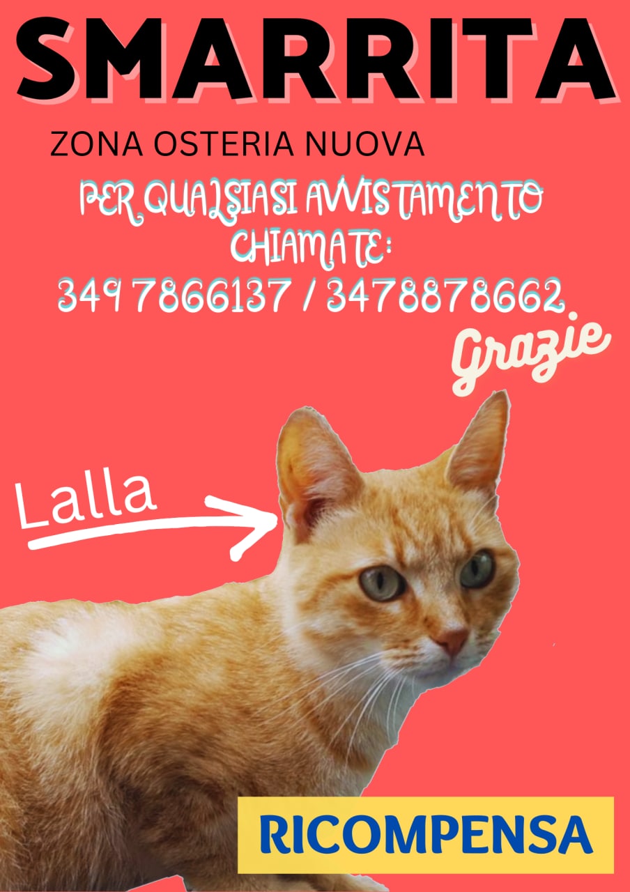 Osteria Nuova, gatta fuggita dal trasportino. Ricerche a tappeto ...