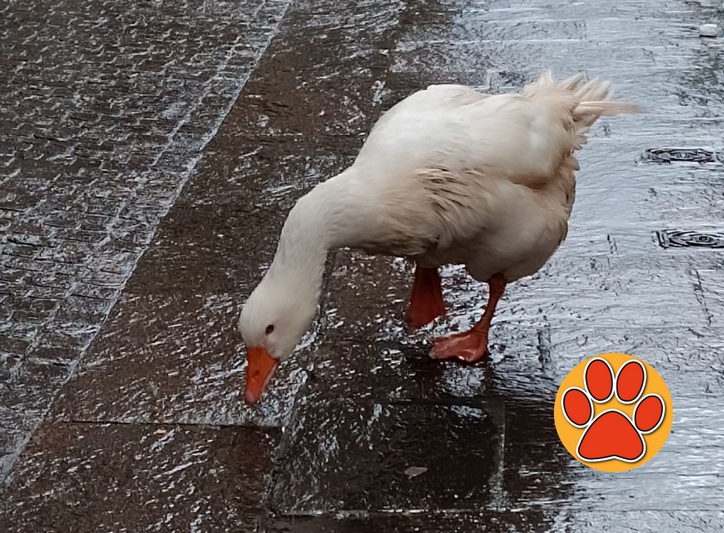 Rieti, papere a passeggio per i negozi del centro storico – Tesori a ...