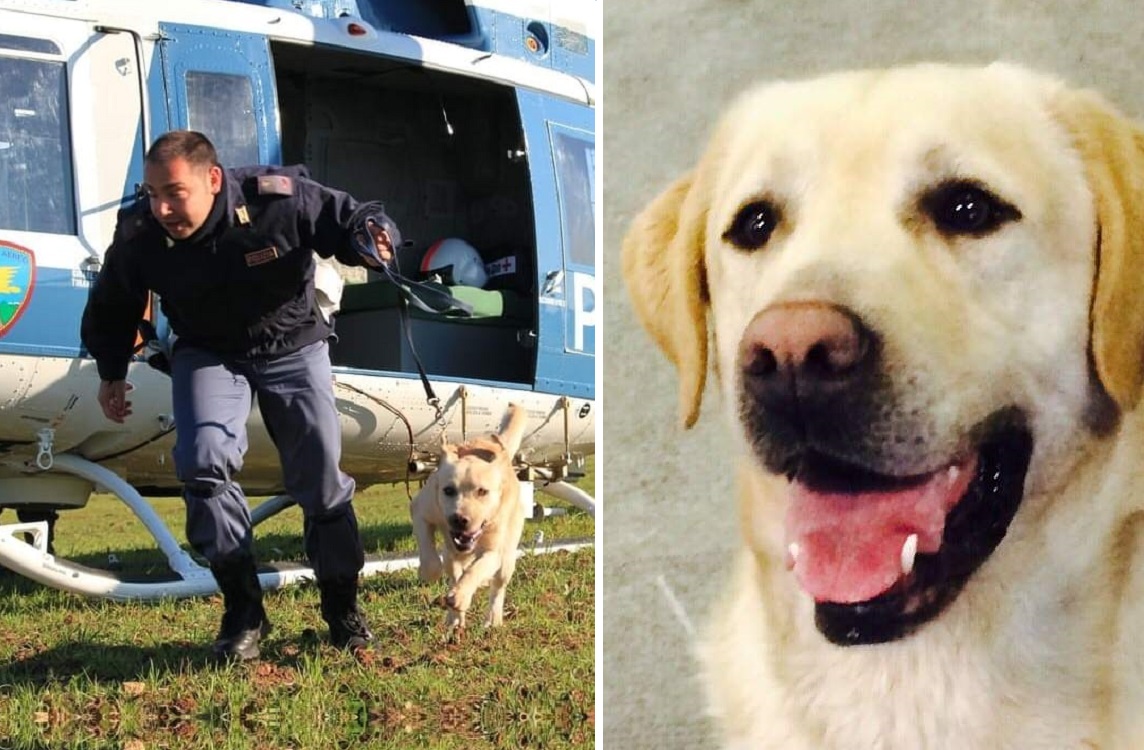 Addio Airon, cane poliziotto esperto nella ricerca di esplosivi ...
