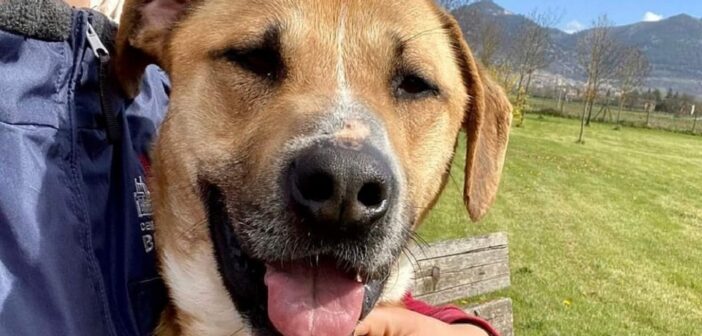 Bull, tre anni. Ospite del Canile Rifugio di Gubbio (Perugia ...