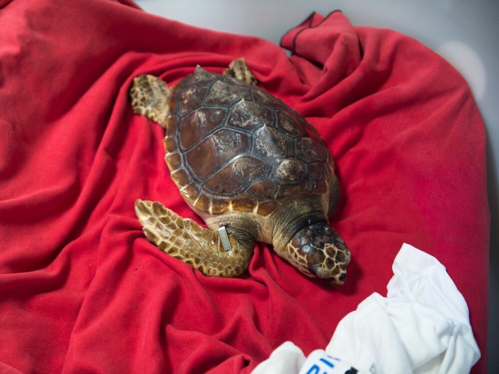 Regione Lazio, Fondazione Zoomarine e Guardia di Finanza rimettono in ...