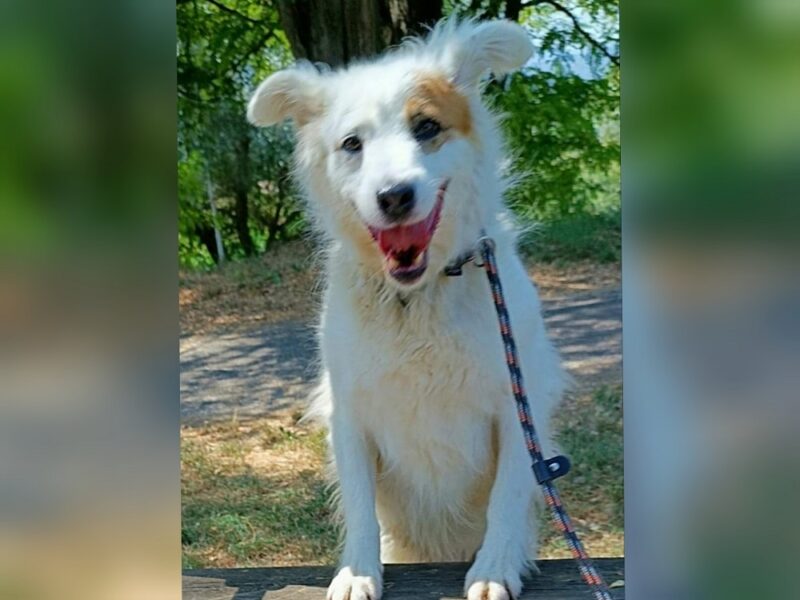 Blanco dal Sanitario di Rieti. Serve adozione al più presto per ...