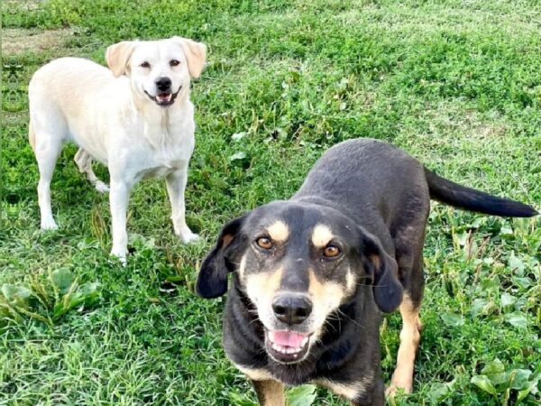 Scritto e Lilletta rappresentano una storia bellissima nata al Canile ...