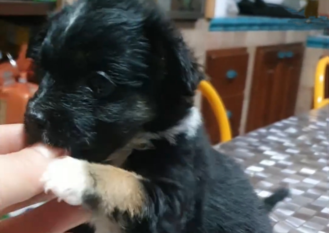 Lexi cerca la sua famiglia per la vita – Tesori a quattro zampe