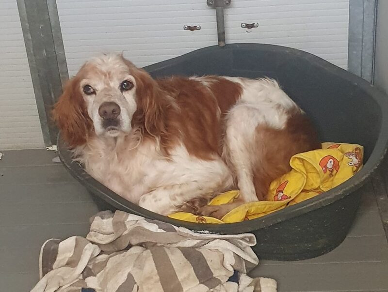 Canile Rifugio di Chieti, ecco Owen. Breton trovato moribondo – Tesori ...