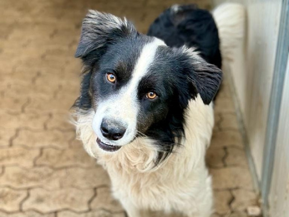 Nathan dalla Calabria. Affettuoso Border Collie in cerca di adozione ...