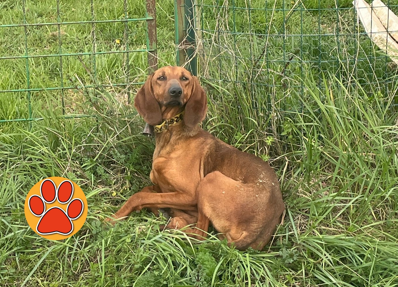Il Segugio della Piana Reatina è ancora in strada – Tesori a quattro zampe