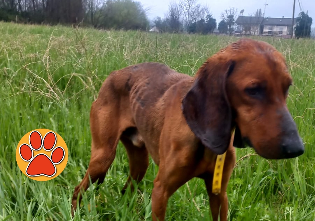 Il Segugio della Piana Reatina è stato fermato – Tesori a quattro zampe