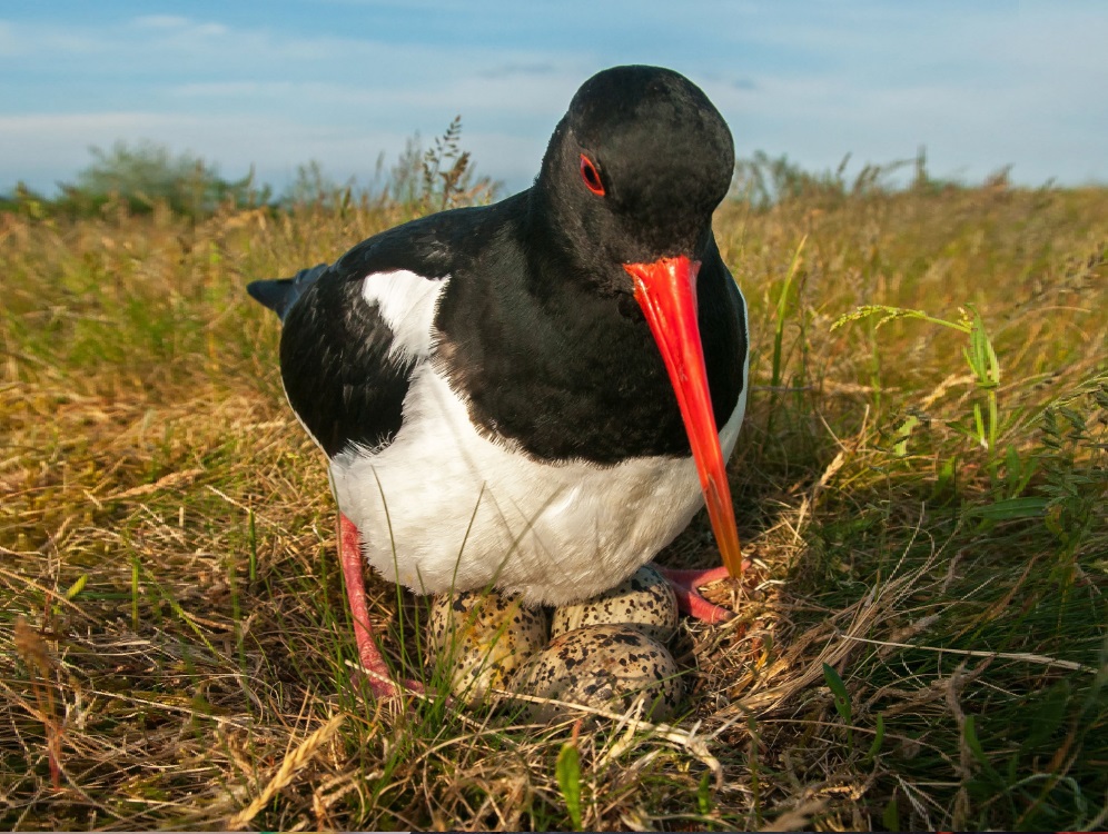 Storia dell’uovo e dei piccoli che vi nascono. La Pasqua come segno di ...