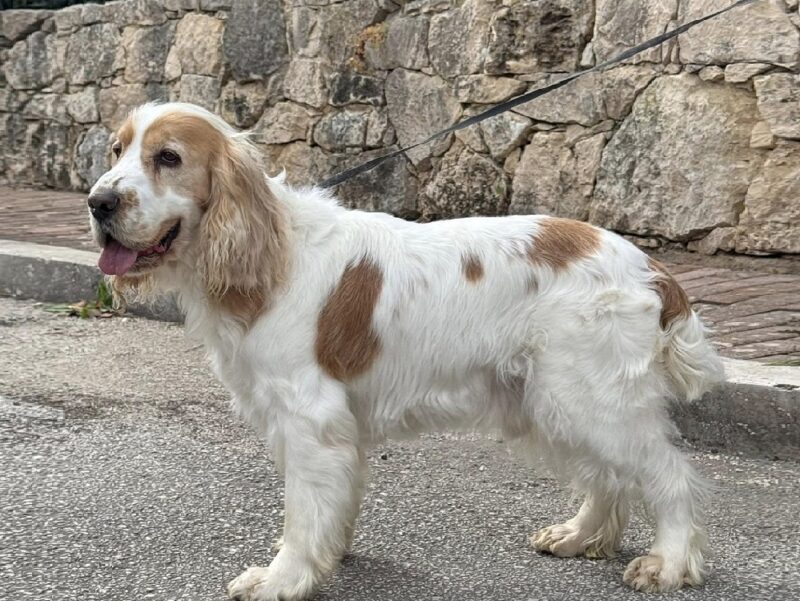 Martina cerca adozione per questo tesoro da Rieti: Cocker di 5 anni ...