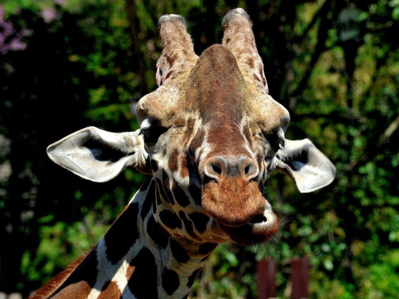 Domenica 22 giugno al BioParco di Roma una giornata dedicata a “Sua ...